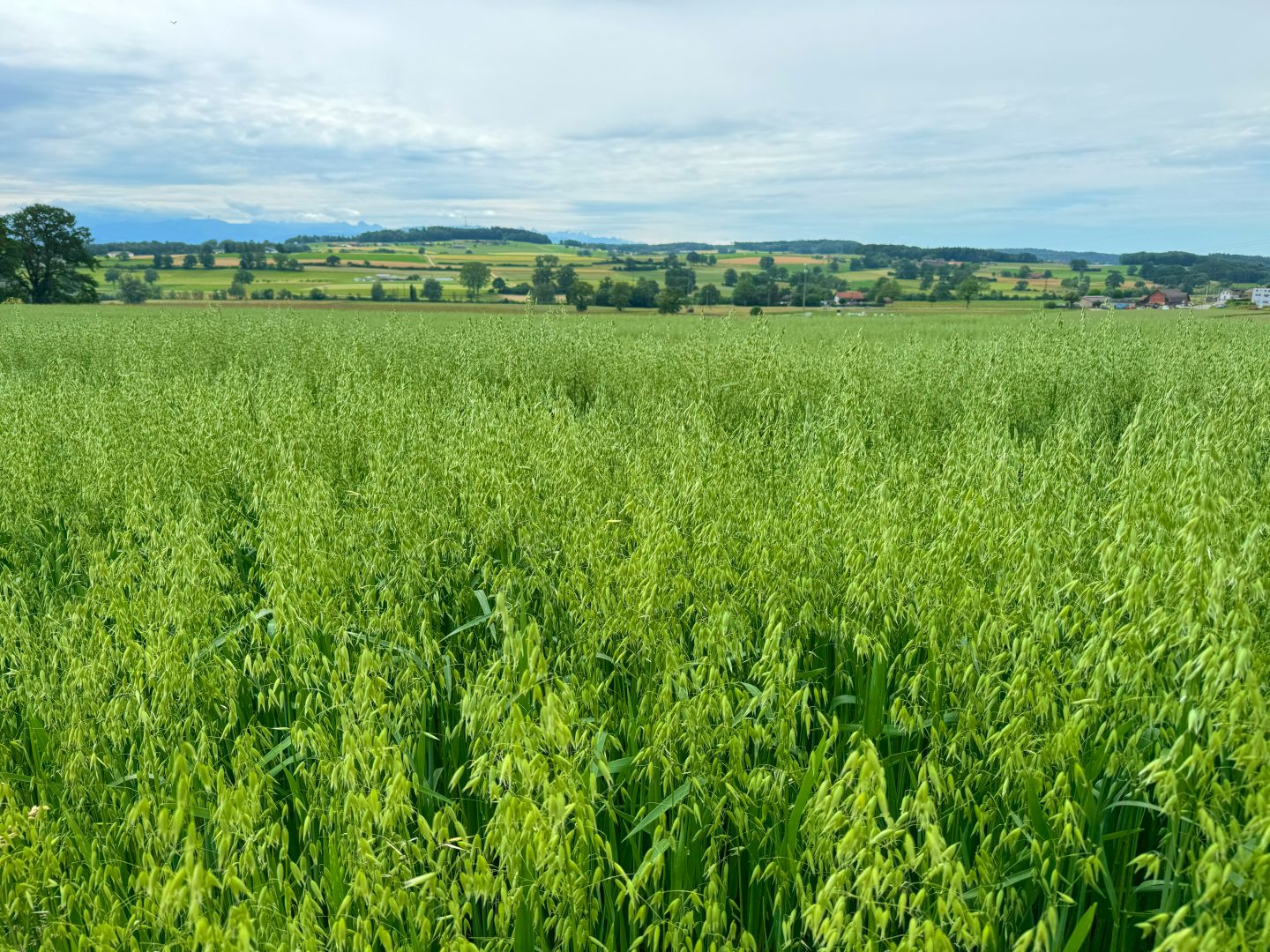 Home Page - Ecorobotix Revolutionize crop care with AI