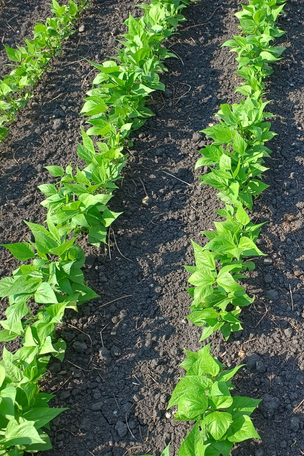 Crop Care | AI-Powered Precision Farming Solutions | Ecorobotix