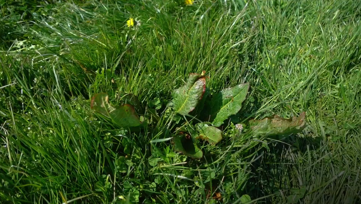 Successful Rumex campaign in Switzerland - Ecorobotix