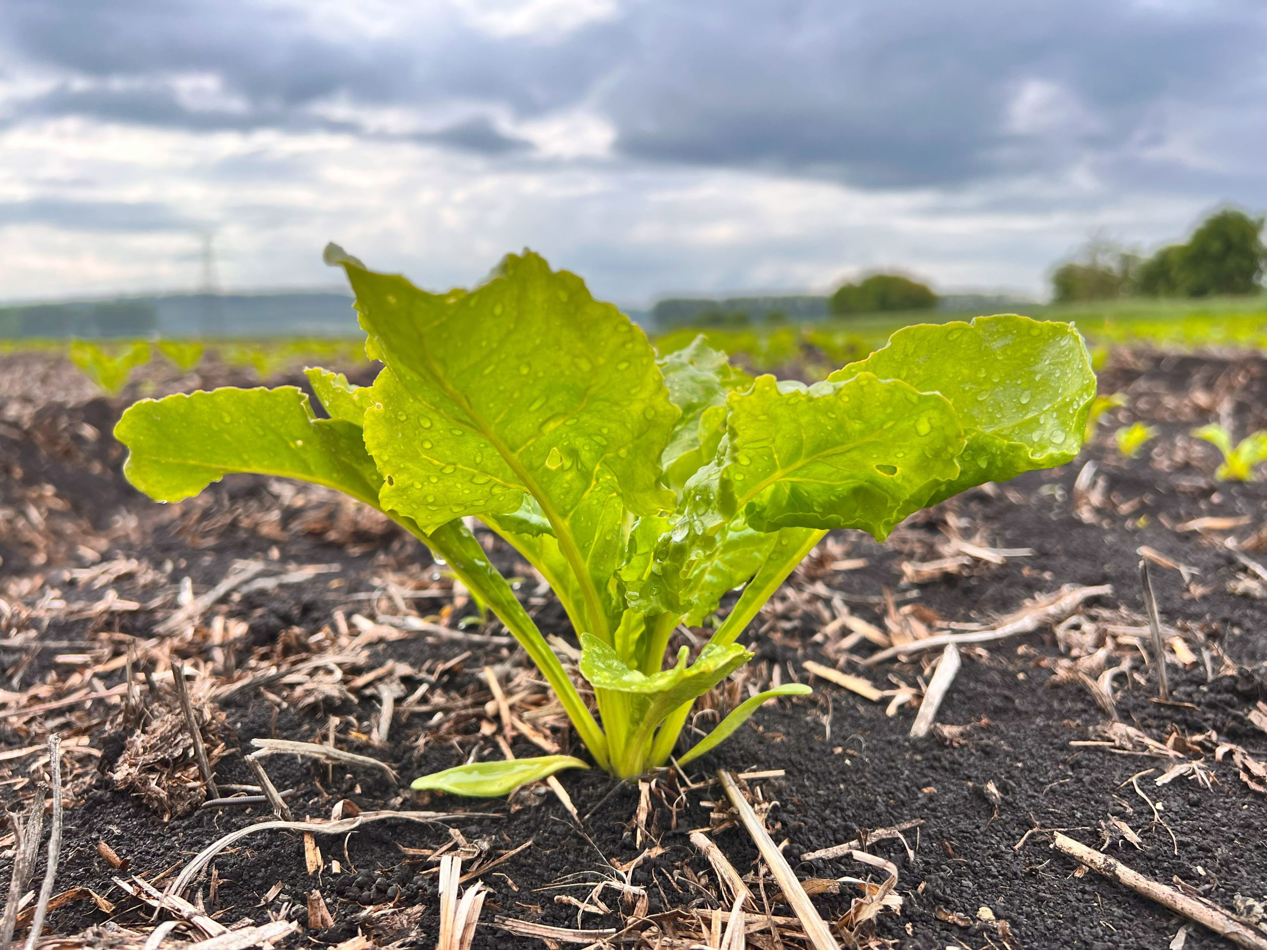 Eliminating Weeds and Increasing Sugar Beet Biomass - Ecorobotix
