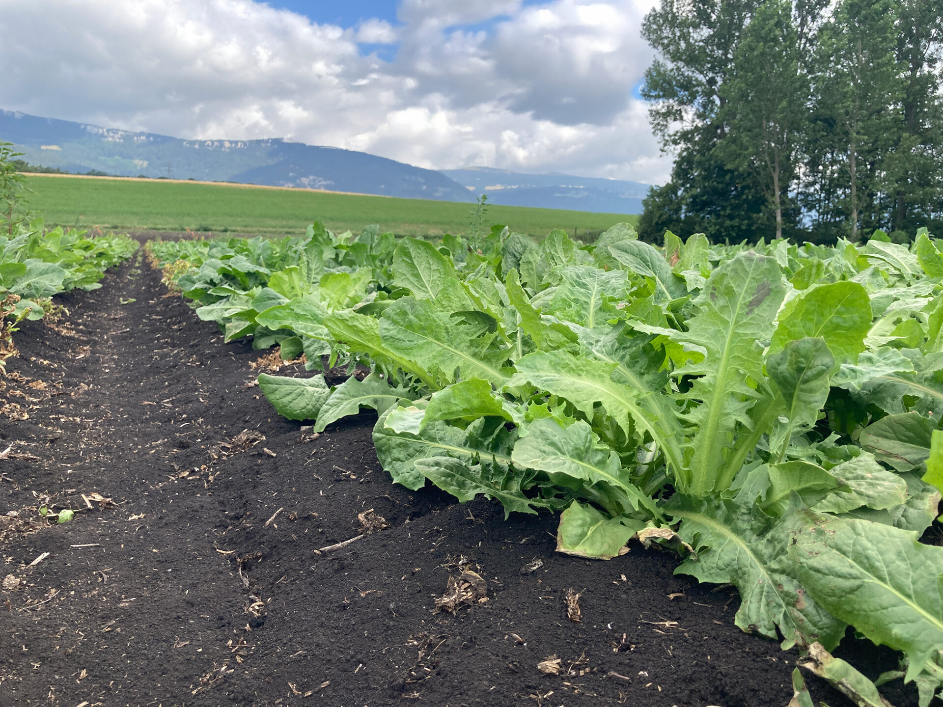 Chicory - Ecorobotix