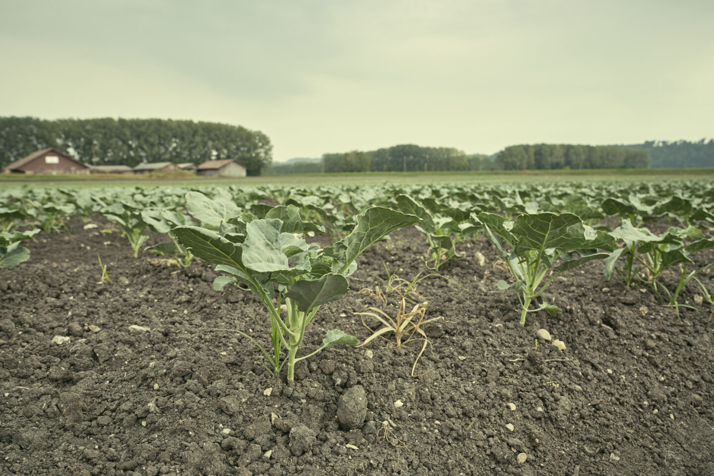 12,000 Hectares, 3 ARA Sprayers, 1 Vision: Precision Farming at ...